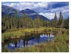 Jenis bioma yang sesuai dengan gambar adalah ....