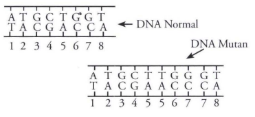 Perhatikan pola mutasi gen berikut! Macam muta...